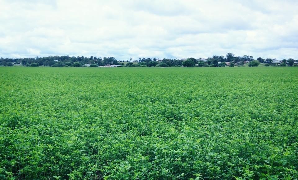 Pitnacree Produce Maitland: Quality Hay & Lucerne